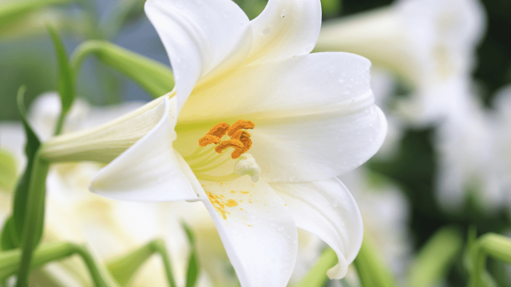 Understanding the Toxicity of Lilies