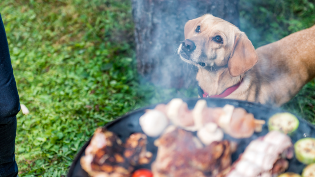 5 Summer Grilling Safety Tips for Pet Owners | Pet Safety