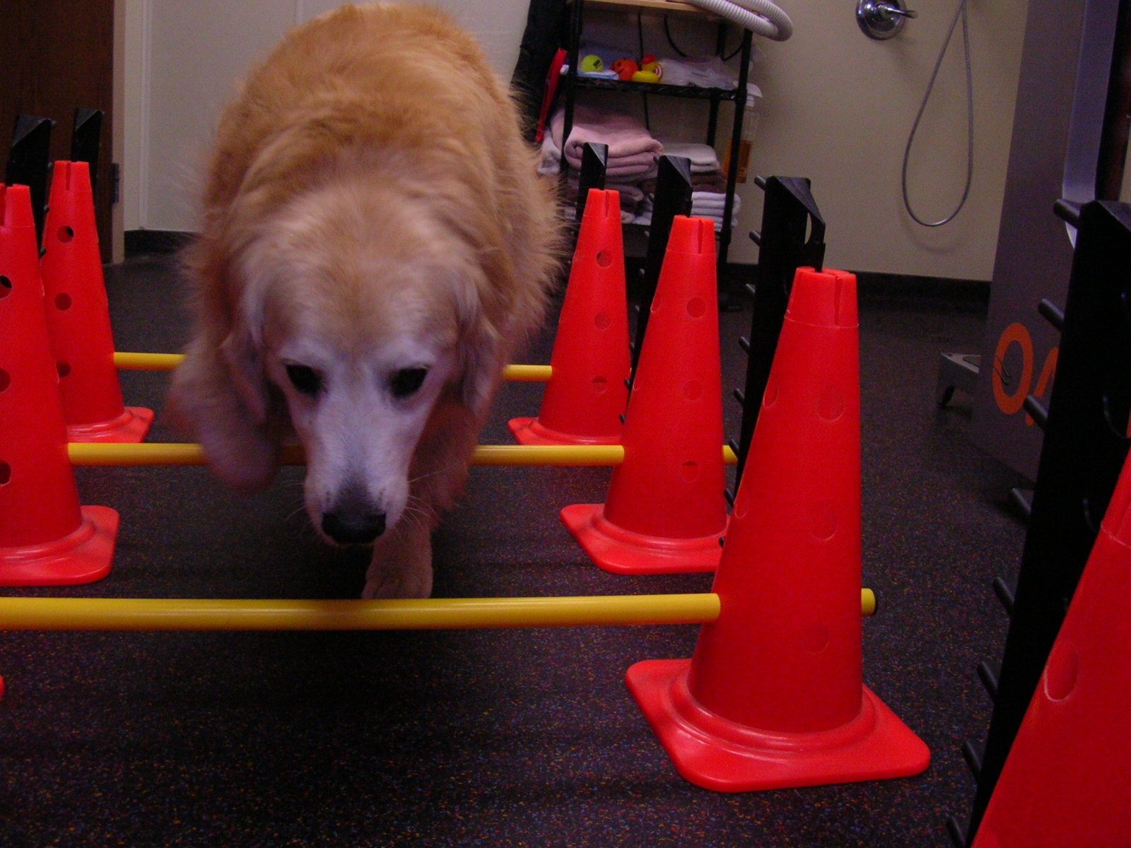 5 Activities to Enjoy with Your Dog this Spring | Animal Emergency ...