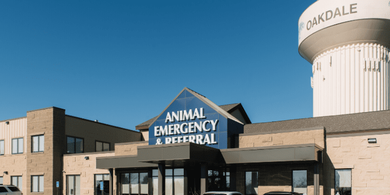 Transporting Pets to the Animal Emergency Hospital