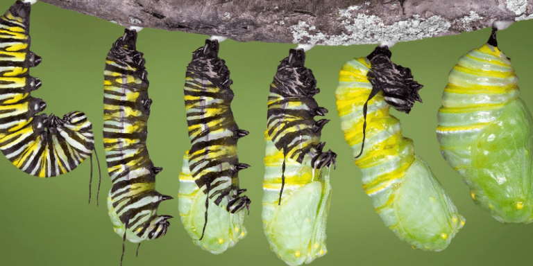 The Dos and Don’ts of Raising Monarch Caterpillars
