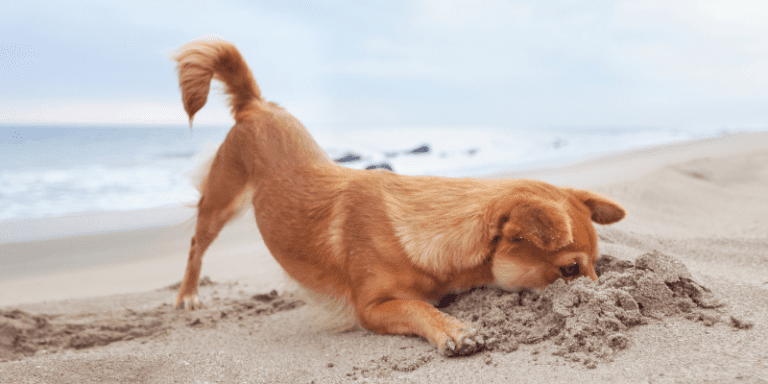 Sand Impaction in Dogs: What Happens When Dogs Eat Too Much Sand