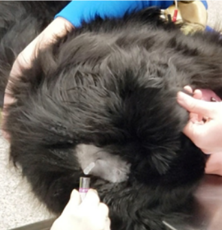 Neurological Problems in Pets: Steps to a Diagnosis