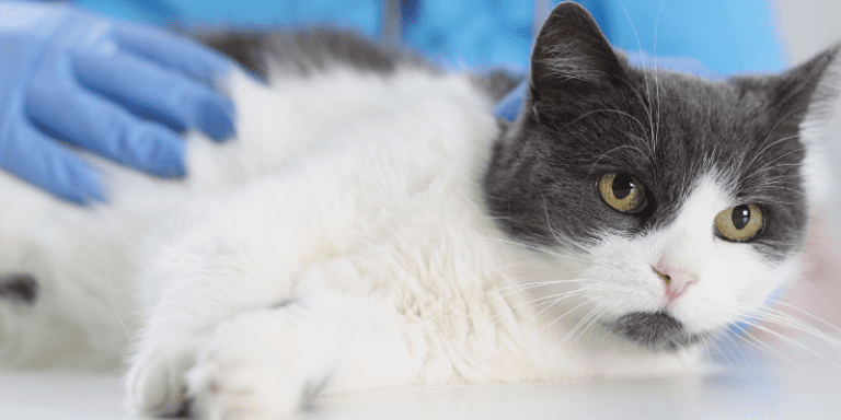 Feline Idiopathic Cystitis and Urinary Obstructions in Cats