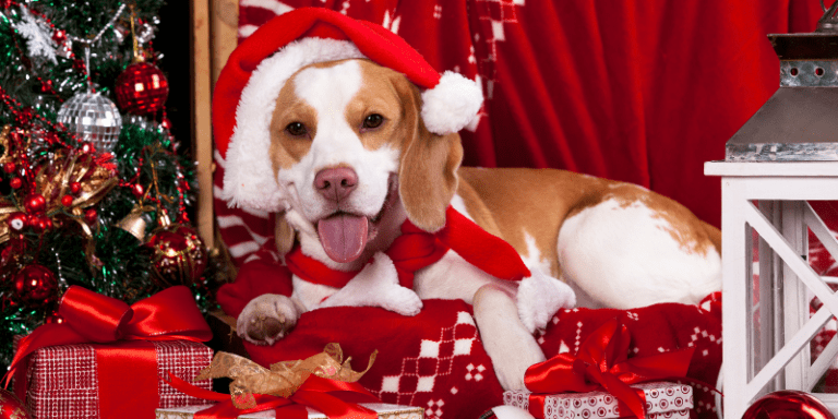 10 Vet Approved Stocking Stuffers for Your Dog