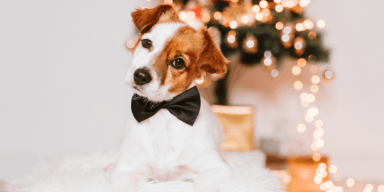 10 Vet Approved Stocking Stuffers for Your Dog