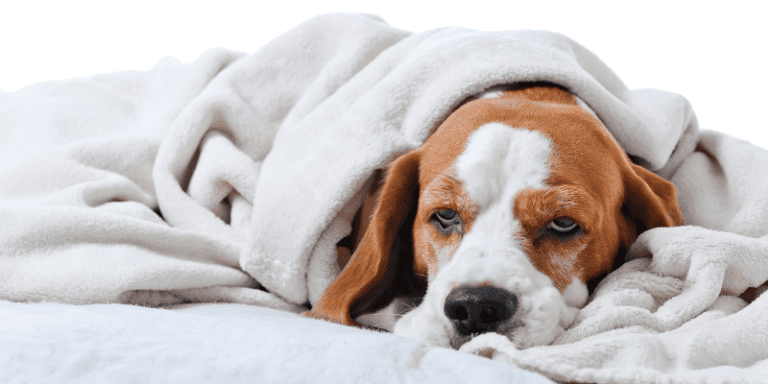 Coughing in Pets | Pet Health