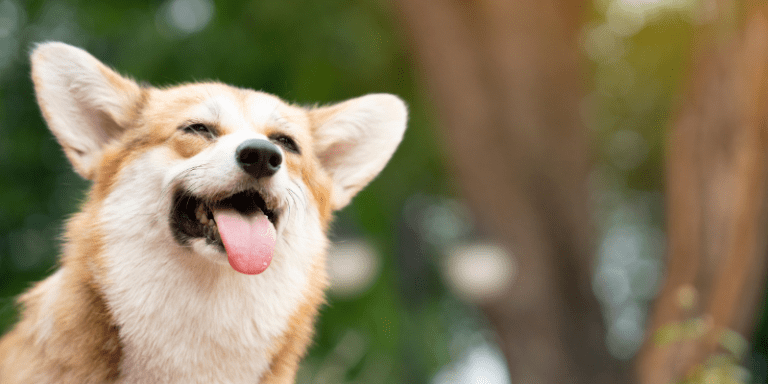 10 Summer Must-Haves for Dogs