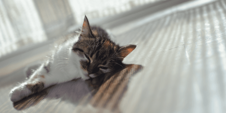 Sudden Collapse in Pets Part II: What To Do if Your Pet Collapses
