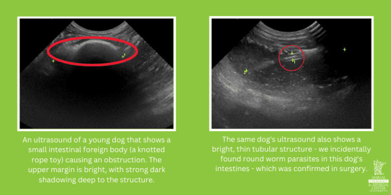5 Common Conditions Found on a Pet’s Abdominal Ultrasound