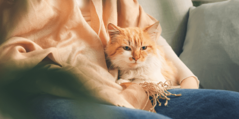 My Pet's Final Day | Animal Emergency & Referral Center of Minnesota