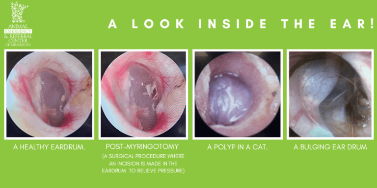 Understanding Your Pet’s Ear Infection