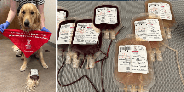 Life-Saving Blood Transfusions for Pets